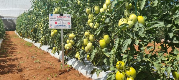 Sakata Field Day en Paraguay - Sakata Seed Sudamerica - Español