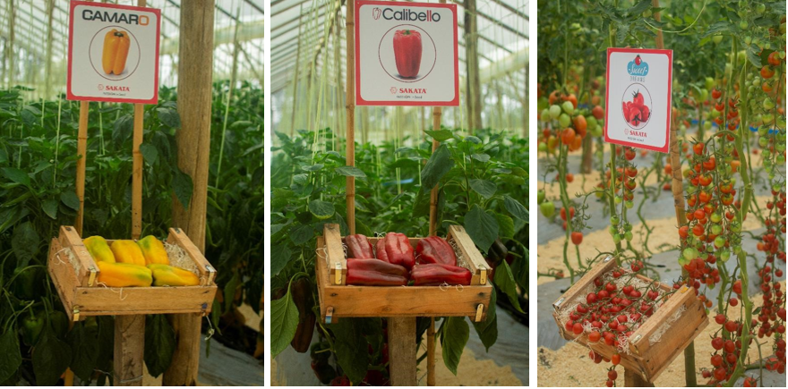 Sakata Argentina concluye con éxito la 3ª edición del Sakata Field Day ...