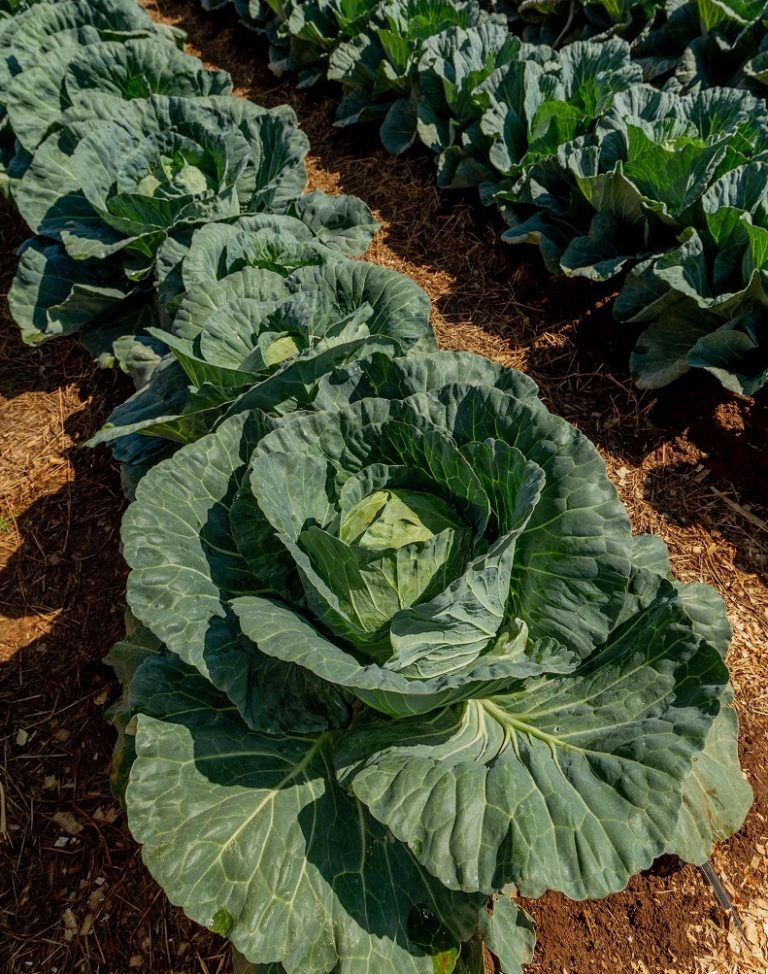 El cultivo del repollo es un ejemplo exitoso de la tropicalización de ...