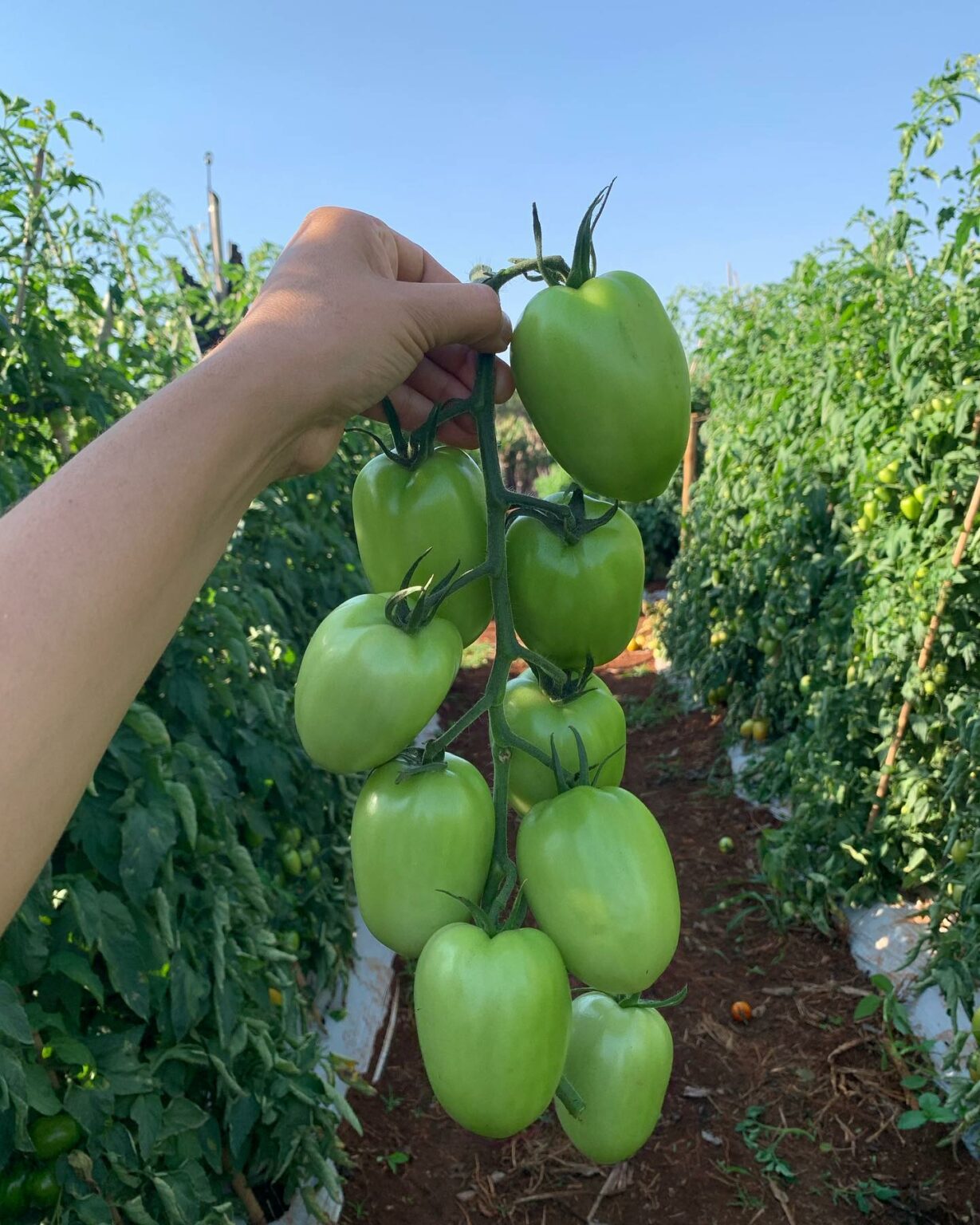Arquivo de Tomate - Sakata Seed Sudamerica - Español
