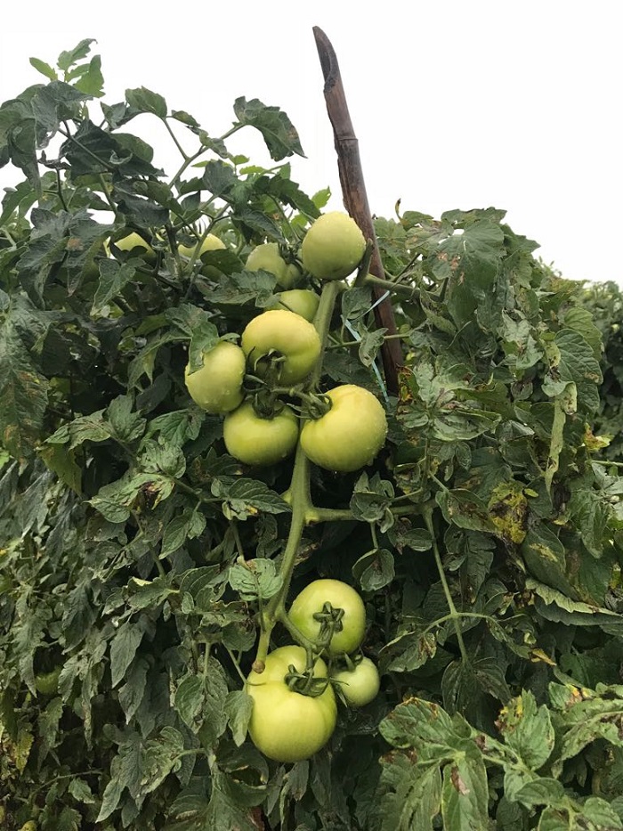 Palavra do Produtor: Vandeley Cordeiro, de Goianápolis (GO) - Sakata