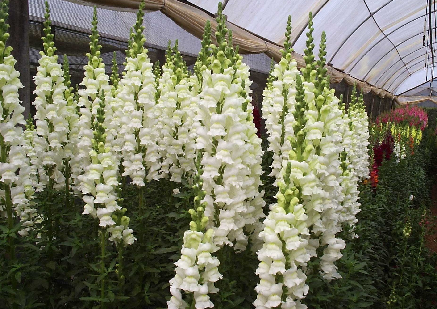 Confira os destaques do mês de Setembro - Sakata