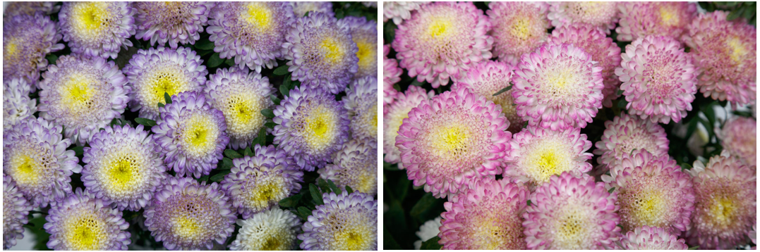 Lançamento: novas cores da Aster Bonita chegam ao mercado - Sakata