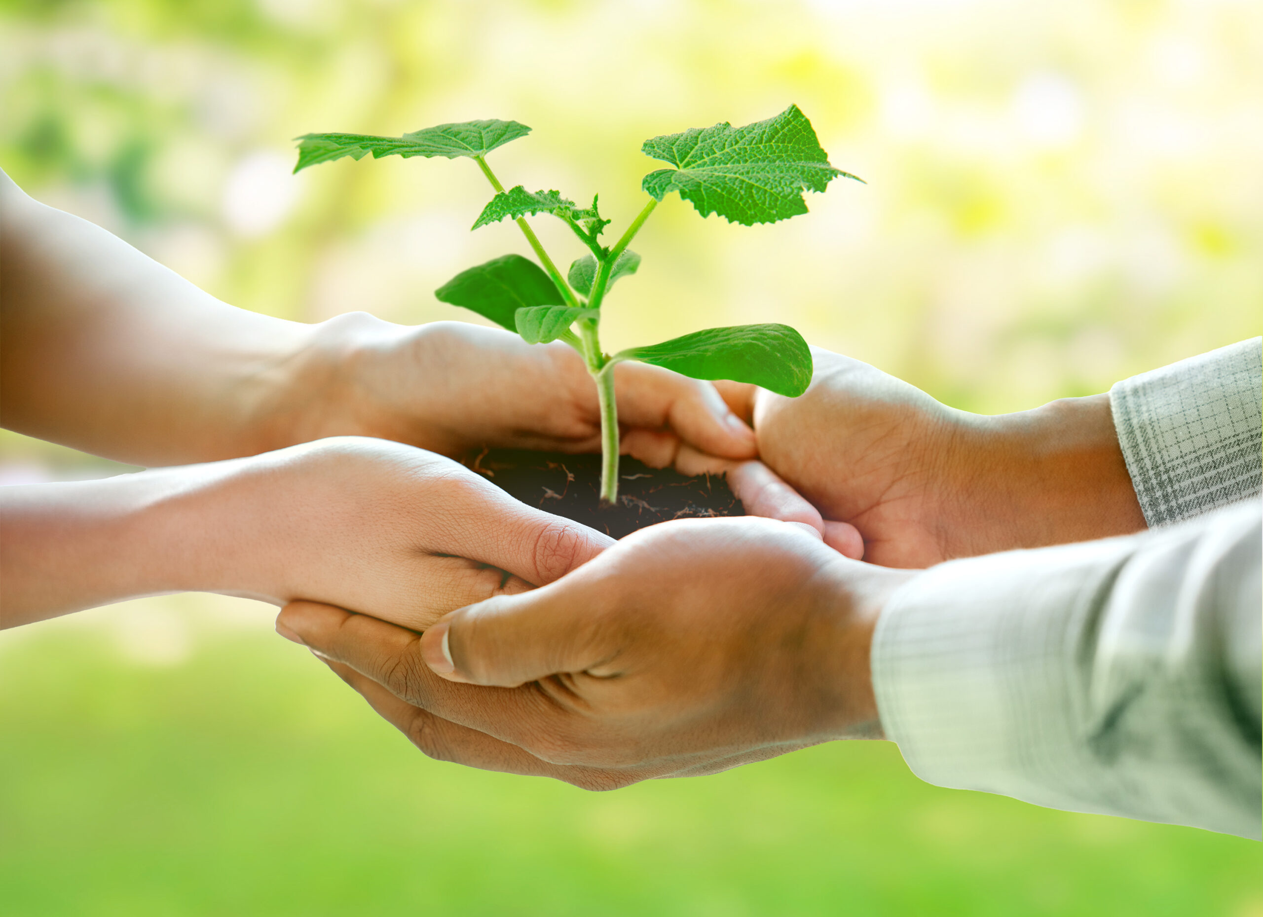 Sakata prioriza pilares de desenvolvimento sustentável - Sakata